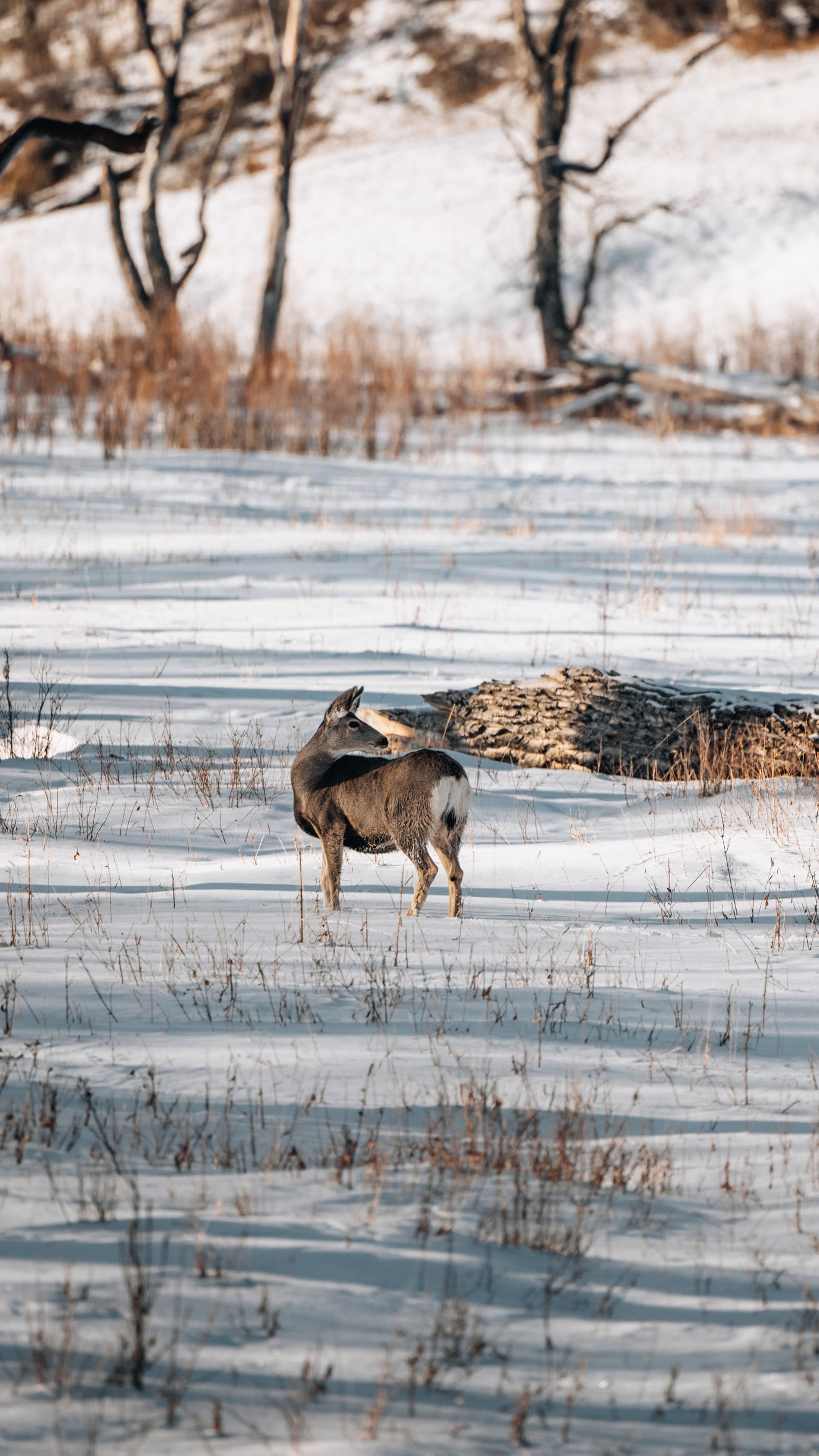 Mastering the Art of Hunting Cold Fronts: Unlocking Whitetail Success